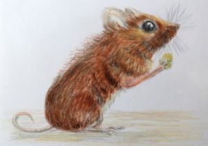 Enjoying a Nibble - Debbie Pain, Spellbound Art & Sculptures - Drawings ...