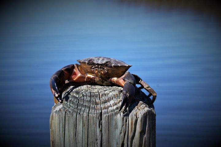 Grumpy Crab - beSTOWEd photography - Photography, Animals, Birds ...