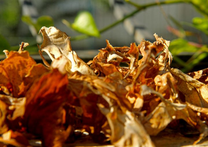 Leaves falling Tropical - Luis Noguera - Photography, Flowers, Plants ...