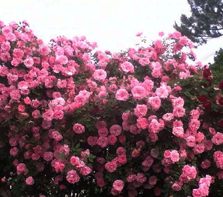 Rose Load - Shabsz Creations - Paintings & Prints, Flowers, Plants ...