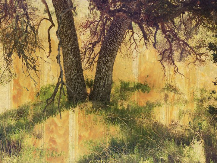 Twin Oaks - Robert Ball Fine Art & Photography - Photography, Flowers ...