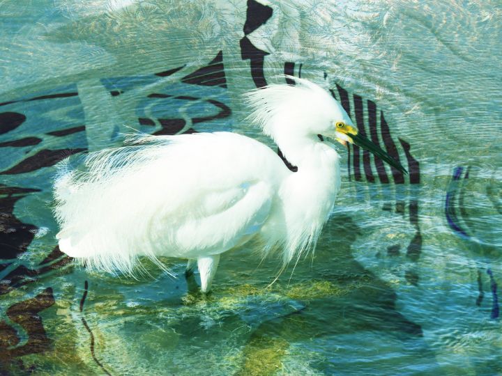 Snowy Egret Style - Robert Ball Fine Art & Photography - Photography ...