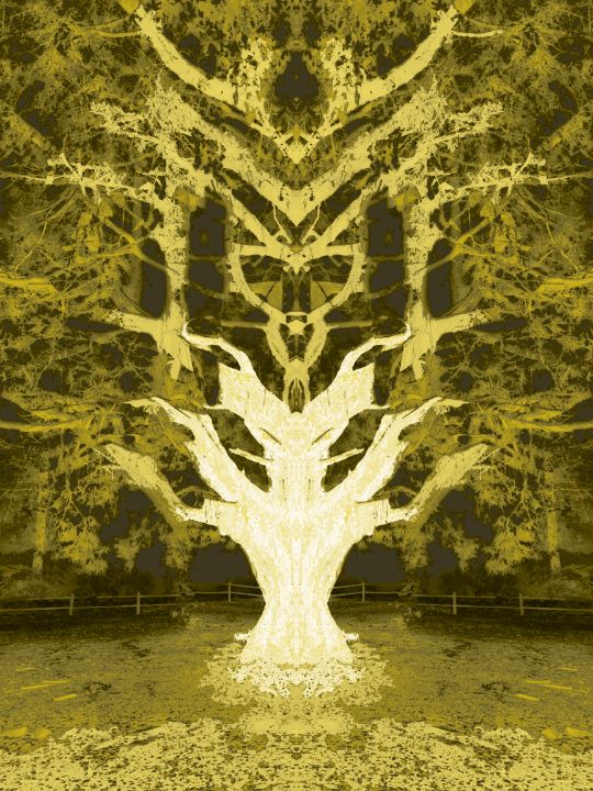 Tree Matrix - Robert Ball Fine Art & Photography - Photography, Flowers ...