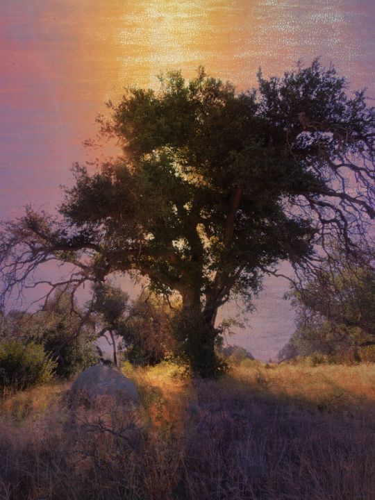 Wild Oak Landscape - Robert Ball Fine Art & Photography - Photography ...