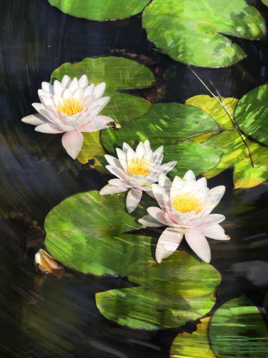Painted Water Lilies - Robert Ball Fine Art & Photography - Photography ...