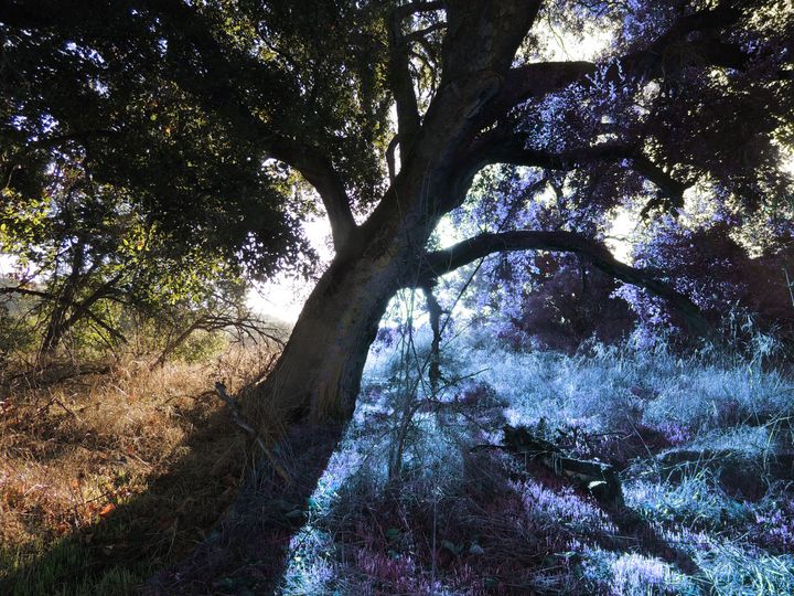 Two Worlds - Robert Ball Fine Art & Photography - Photography, Flowers ...