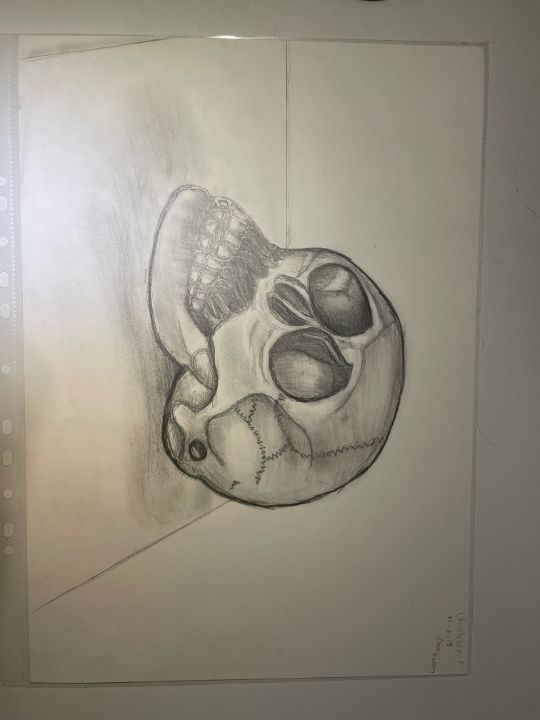 Graphite Drawing of Skull - Charlotte Forrester - Drawings ...
