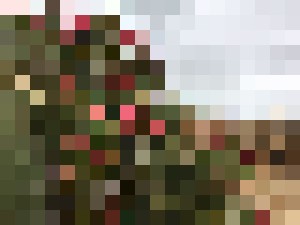 Kactillias - ANADEROL LMB - Photography, Flowers, Plants, & Trees ...