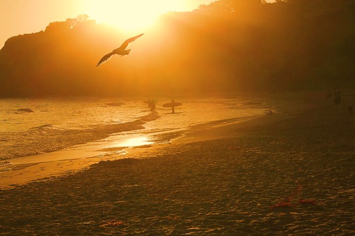 surfing bird - toby corr - Photography, Landscapes & Nature, Beach ...