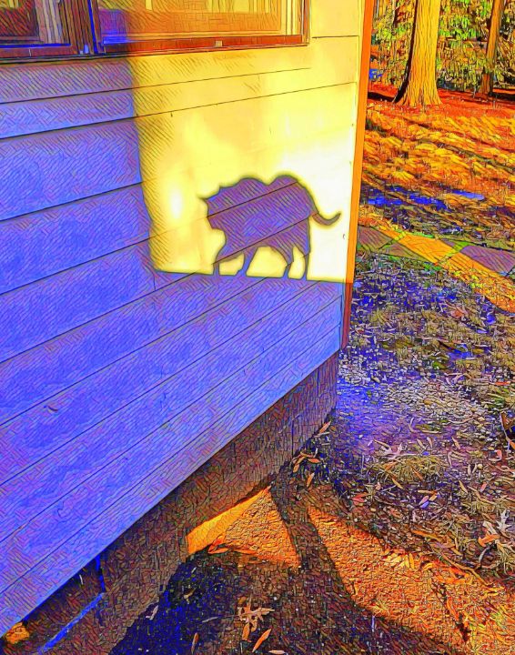 Cat Shadow - Art Photos 61 - Photography, Abstract, Other Abstract - ArtPal