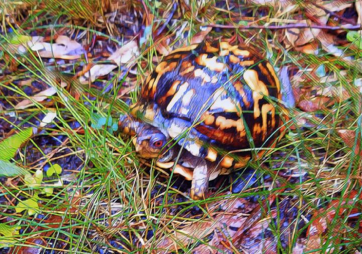 Shell Shock - Art Photos 61 - Photography, Animals, Birds, & Fish ...