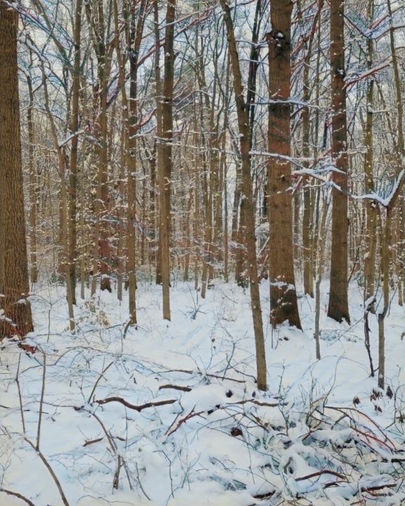 Snowy Wood - Art Photos 61 - Photography, Flowers, Plants, & Trees ...