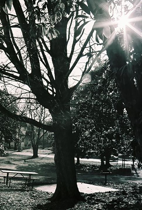 Sunburst in Trees - DMB Photography - Photography, Landscapes & Nature ...