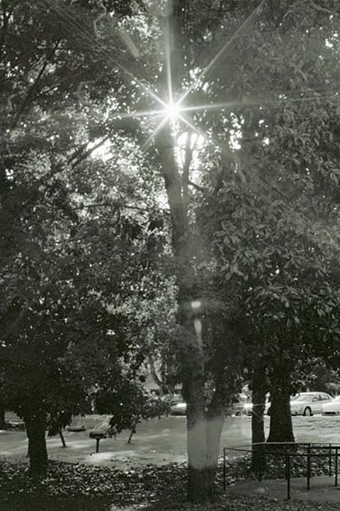 Sunstars - DMB Photography - Photography, Landscapes & Nature, Other ...