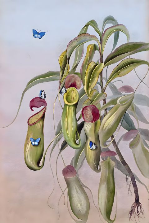 Nepenthes mirabilis Lour Druce - From Natures Arms - Paintings & Prints ...