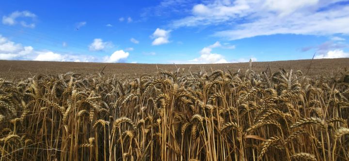 Summer Wheat - Van Duyn - Photography, Landscapes & Nature, Fields ...