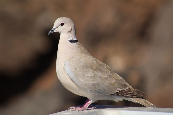 Collared Dove - The Print Register - Photography, Animals, Birds ...