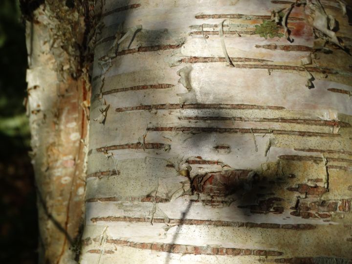 Silver Birch Bark - The Print Register - Photography, Flowers, Plants ...