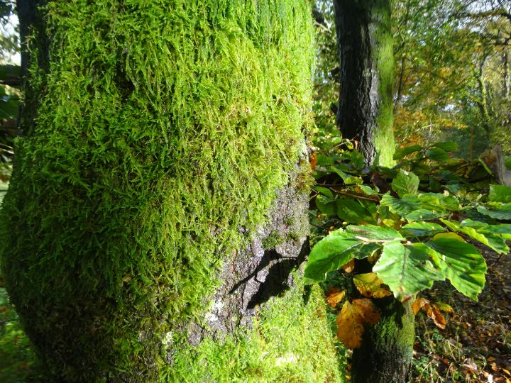 Where the Moss Grows - The Print Register - Photography, Flowers ...
