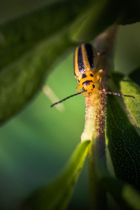 Bug with "Tiger Style" - Drakelis Photography - Photography, Animals ...