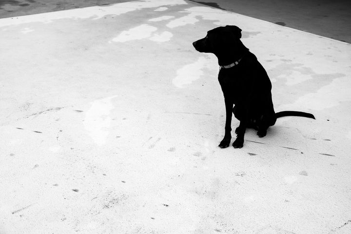 Black Lab - Risa Knight Designs - Photography, Animals, Birds, & Fish ...