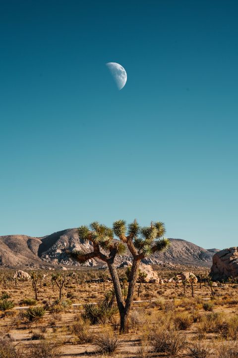 Joshua Tree Moon - Risa Knight Designs - Photography, Landscapes ...