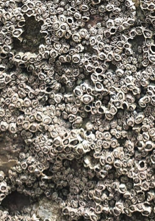 Tube Worm Structures on Beach Rock - Chris Animal Art - Photography ...