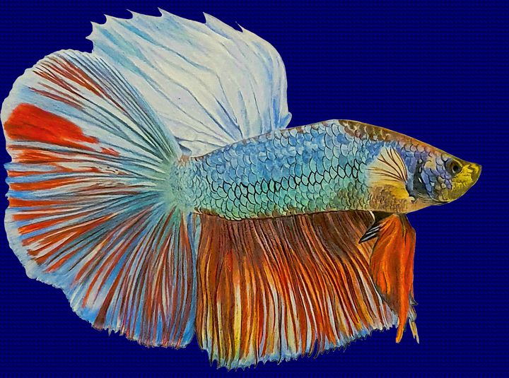 Siamese fighting fish (betta splende - Chris Animal Art - Drawings ...