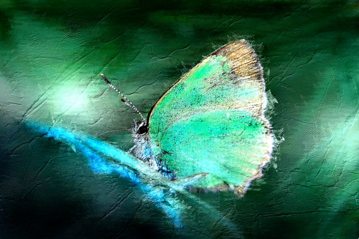 Awesome Butterfly Artwork for You... - Creative Arya - Paintings ...