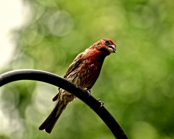Looking At Strangers - Staeble Studio A - Photography, Animals, Birds ...