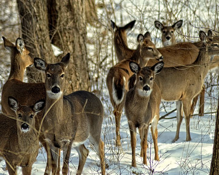 Group Portrait - Staeble Studio A - Photography, Animals, Birds, & Fish ...