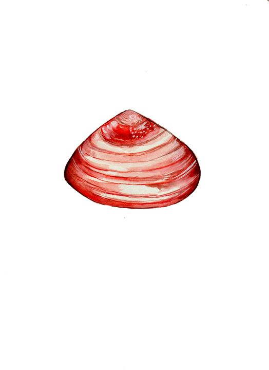 ORIGINAL DANISH DESIGN - SHELLS - bykazandholly - Paintings & Prints ...