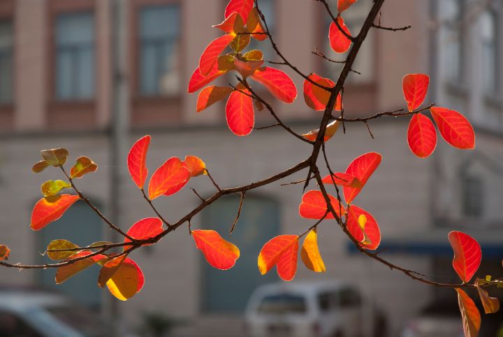 november leaves - Elvis Cala - Photography, Places & Travel, Europe ...