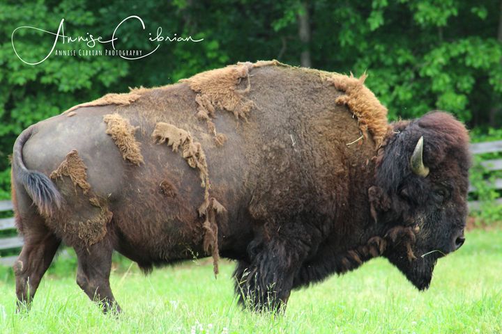 Bully the Buffalo - Annise Cibrian Photography - Photography, Animals ...
