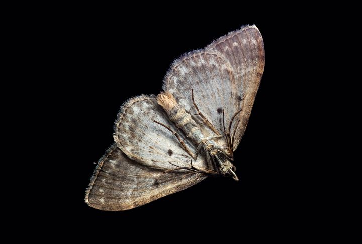 Moth - Photography - Photography, Animals, Birds, & Fish, Bugs ...