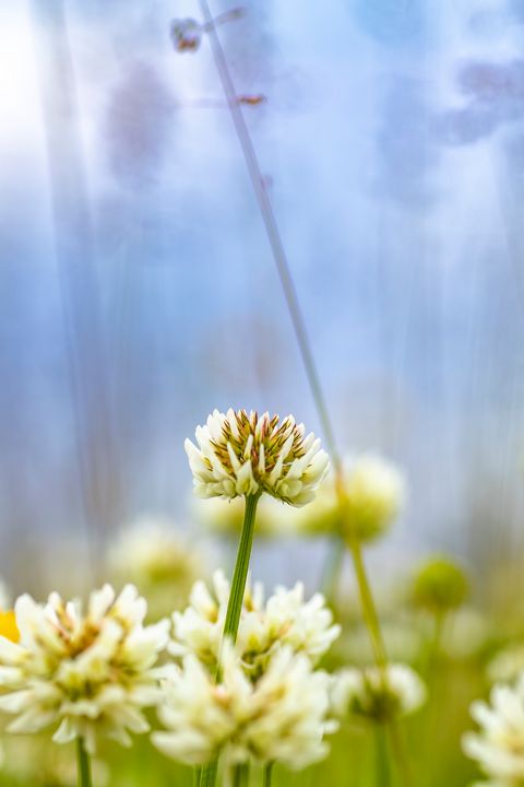 White Clover - Photography - Photography, Flowers, Plants, & Trees ...