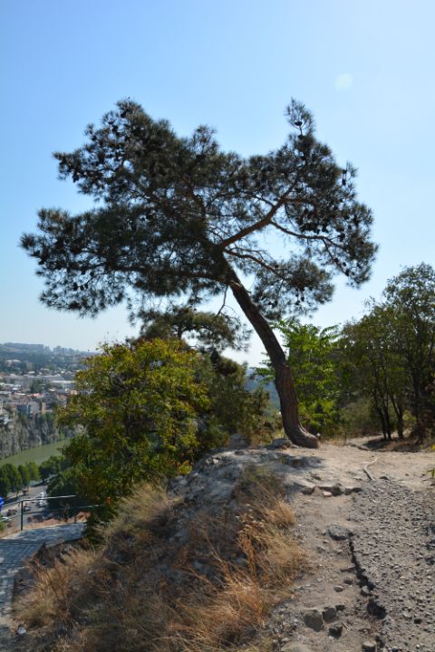 Tree over a ravine - Anna - Photography, Landscapes & Nature, Skyscapes ...