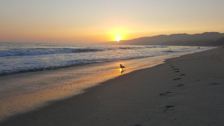 Seagull In The Sunset - The Art of Sonnet - Photography, Landscapes ...