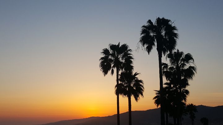 Palm Trees and Sunset - The Art of Sonnet - Photography, Landscapes ...