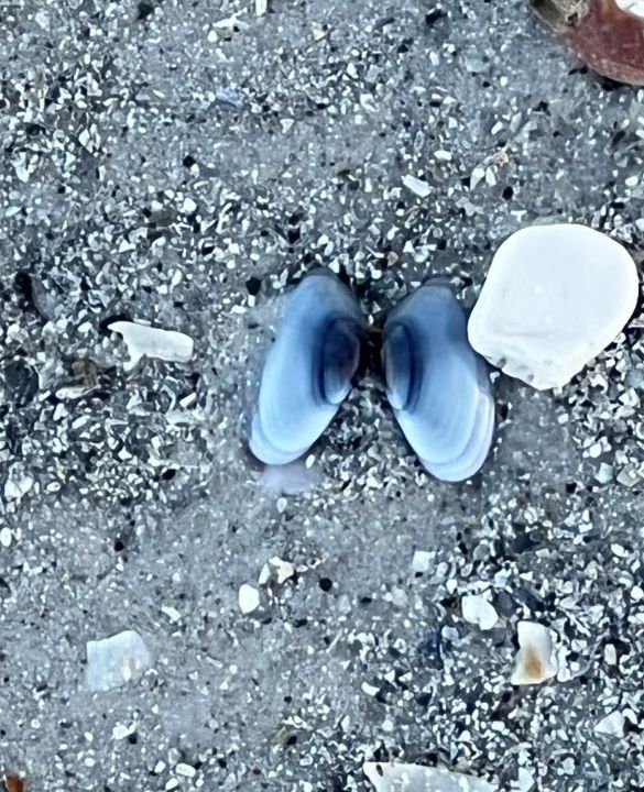 Clam Shell in Deep Purple Angels - Author Lady Kimberly Art Gallery ...