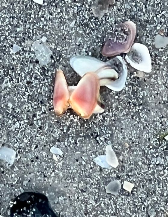 Clam Shell in Pink - Angels Wings - Author Lady Kimberly Art Gallery ...