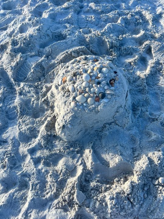 Turtle Shells Sand Sculpture - Author Lady Kimberly Art Gallery - Photography, Landscapes ...