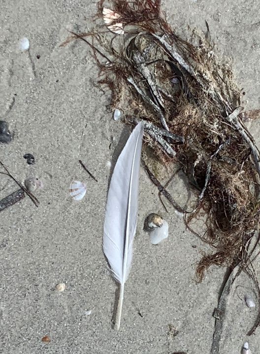 White Feather Seaweed Beach - Author Lady Kimberly Art Gallery ...