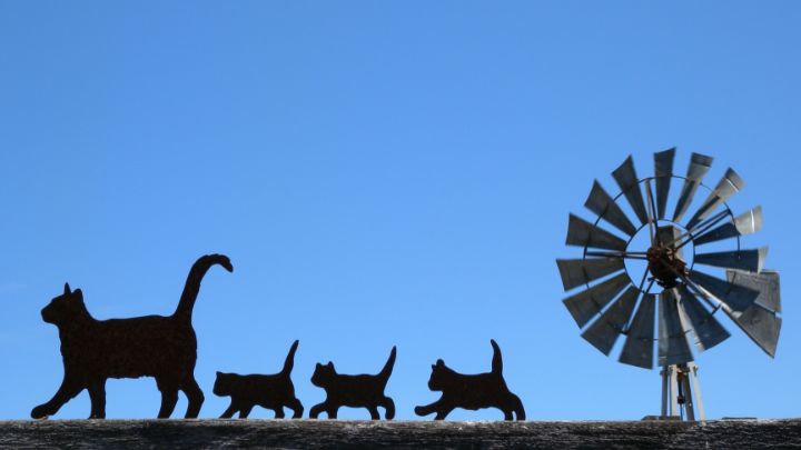 Cat Windmill - JsEclecticDesigns - Photography, Animals, Birds, & Fish ...