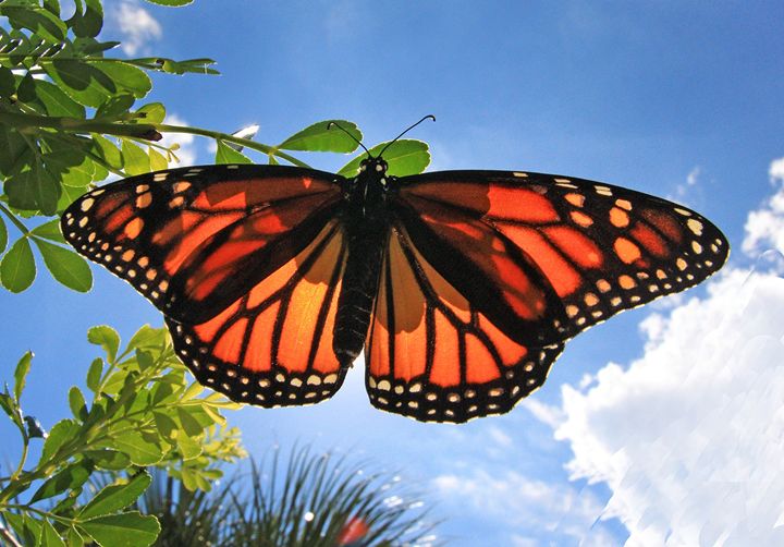 Butterfly #2 - Larry Singer Fine Art Photography - Photography, Animals ...