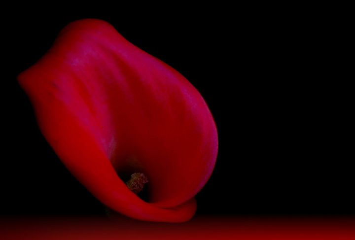 Red Calla - The Art Workshop - Photography, Flowers, Plants, & Trees ...