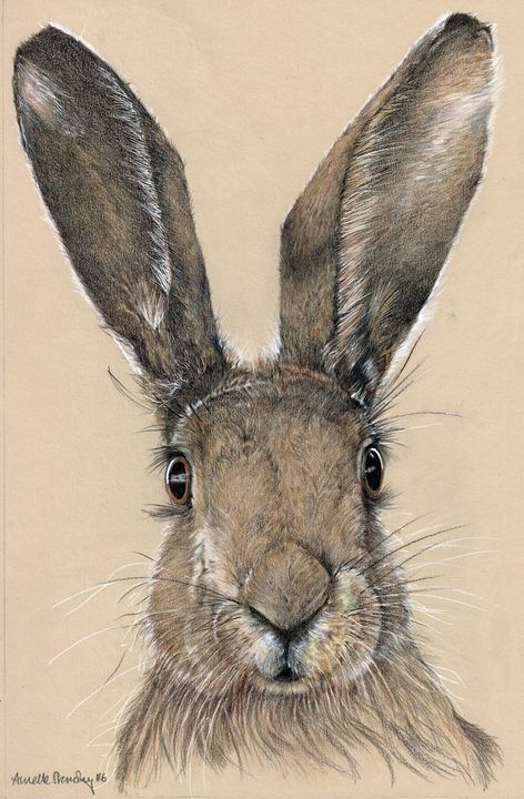 Hare Today - Annette Standing - Paintings & Prints, Animals, Birds ...