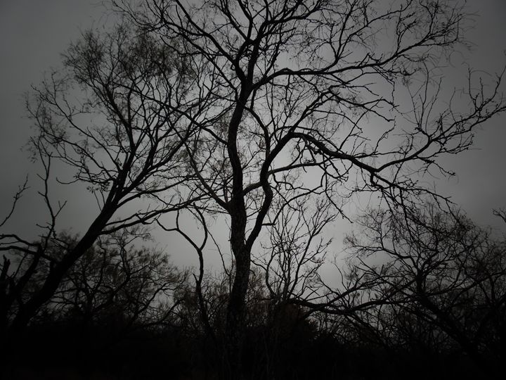 McCann Gallery - Photography