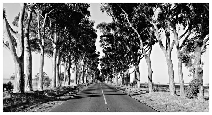 Mono Tree Cruising B&W Fine Art - Omni Photo Art - Paintings & Prints ...