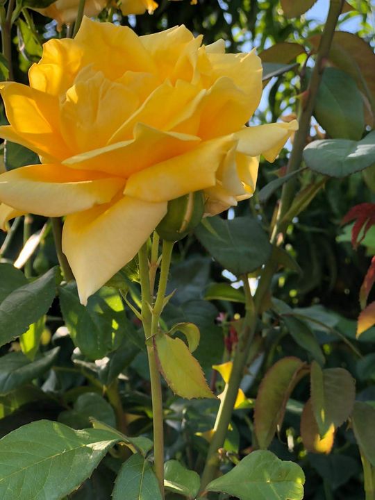 Yellow Rose - Art Amour - Photography, Flowers, Plants, & Trees ...
